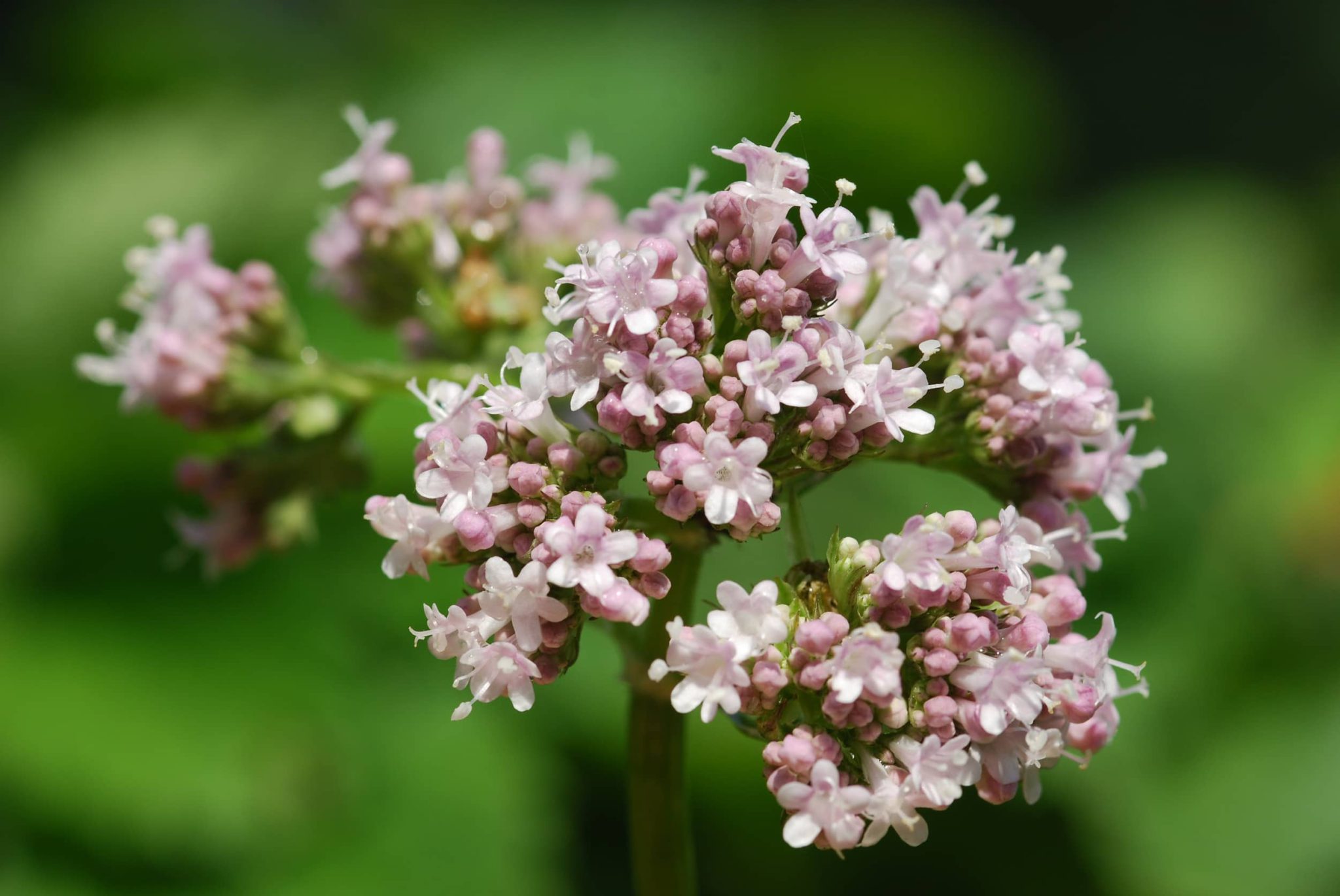 Vicebrol Forte opinie i ulotka - dawkowanie, skutki uboczne | o-lekach.pl
