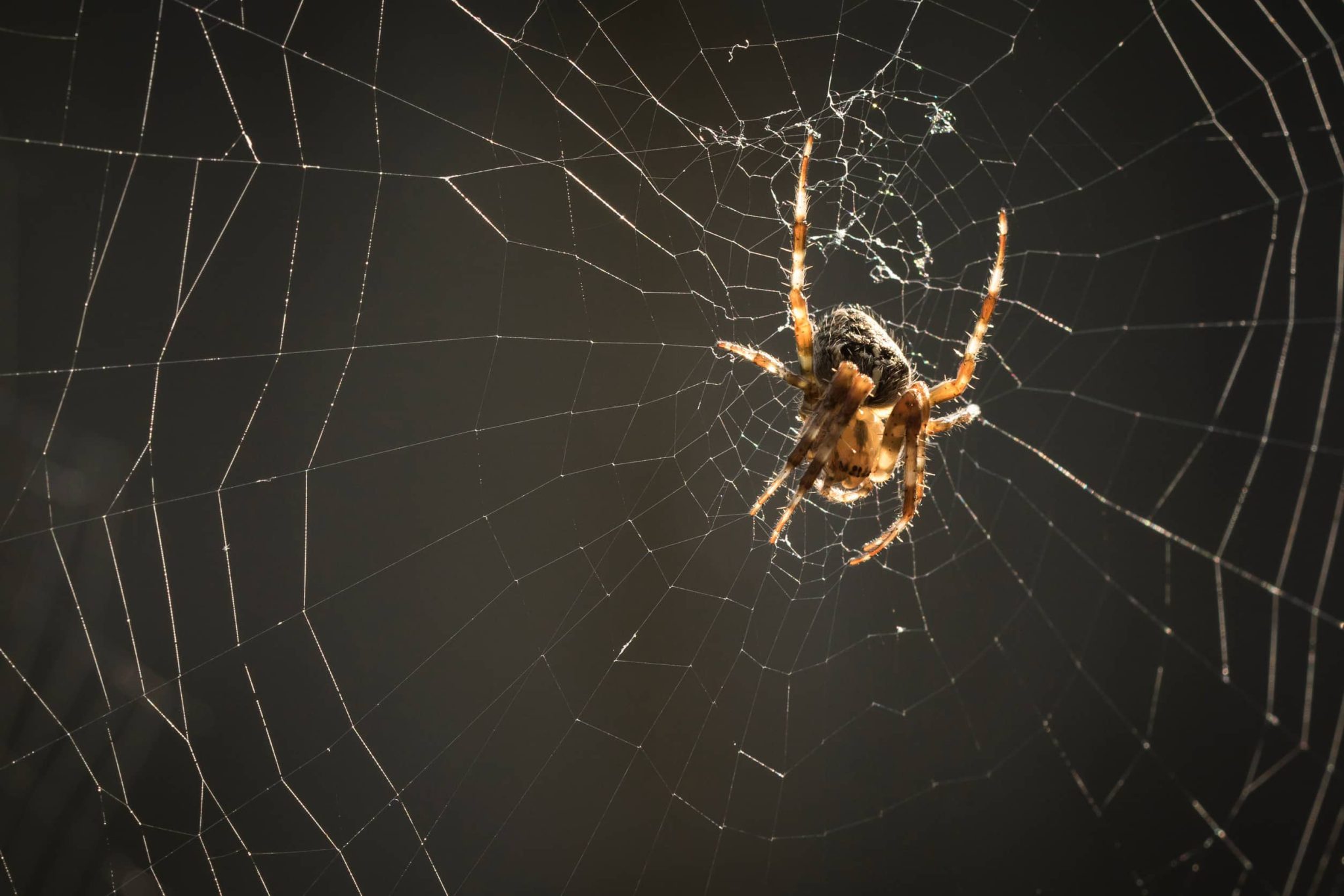 Parogen - opinie, wskazania, działanie, dawkowanie